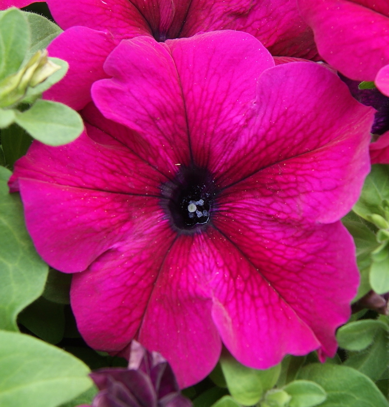 Germania Seed Company - Product Closeup