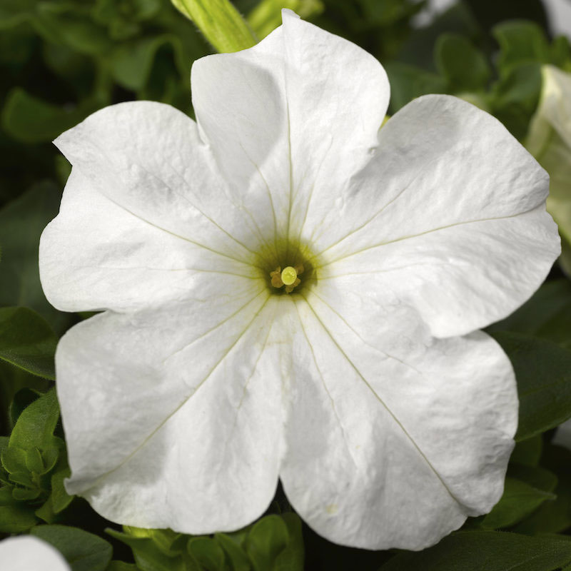 Germania Seed Company - Product Closeup