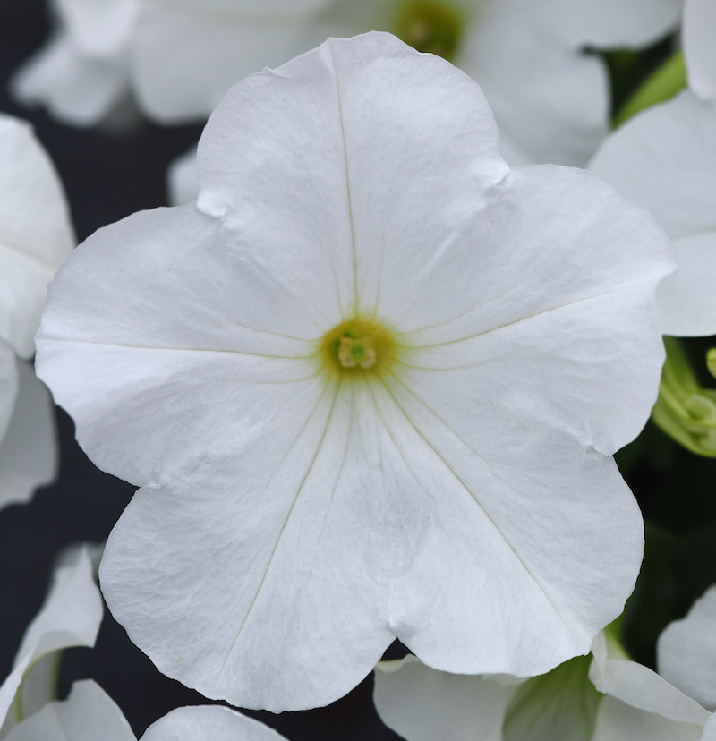 Germania Seed Company - Product Closeup