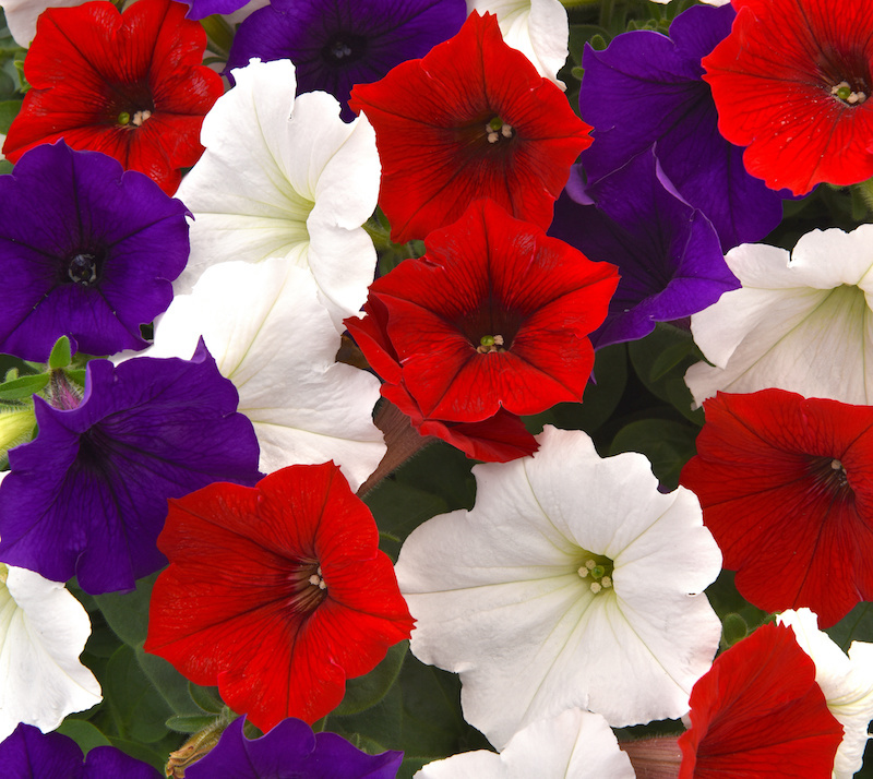 Germania Seed Company - Product Closeup