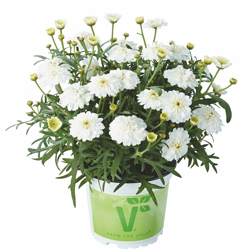 Germania Seed Company - ph: 800-380-4721