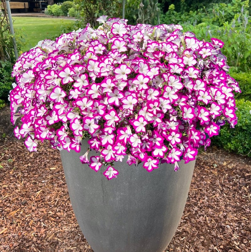 Germania Seed Company - ph: 800-380-4721