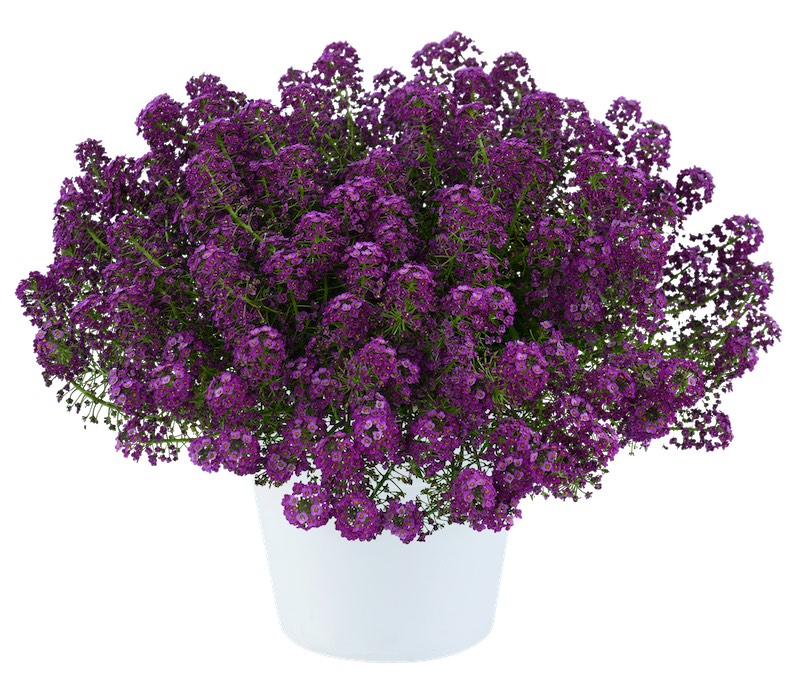 Germania Seed Company - ph: 800-380-4721