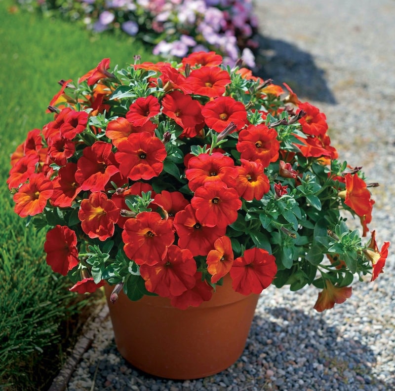 Germania Seed Company - ph: 800-380-4721