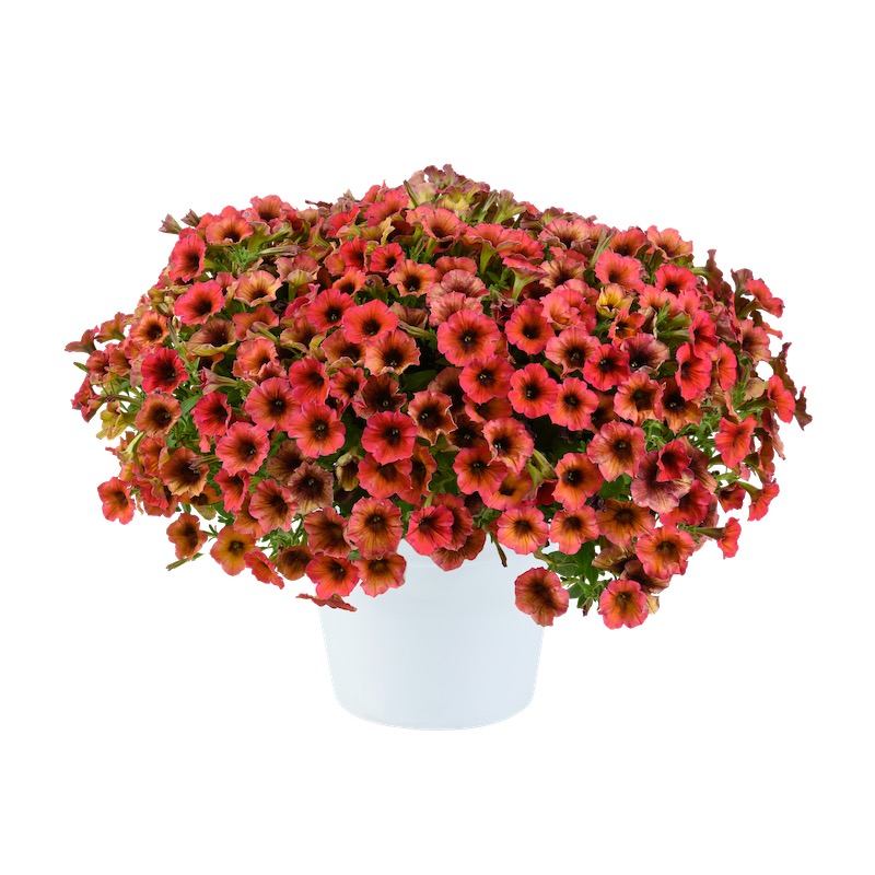 Germania Seed Company - ph: 800-380-4721