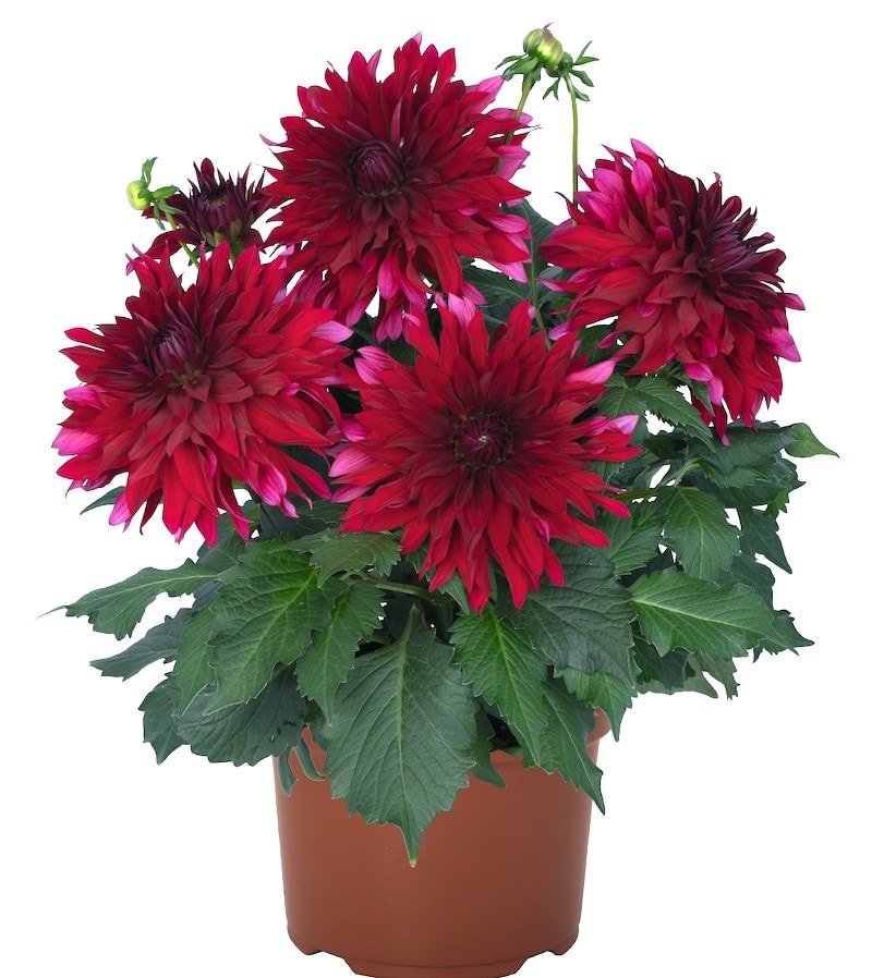 Germania Seed Company - ph: 800-380-4721