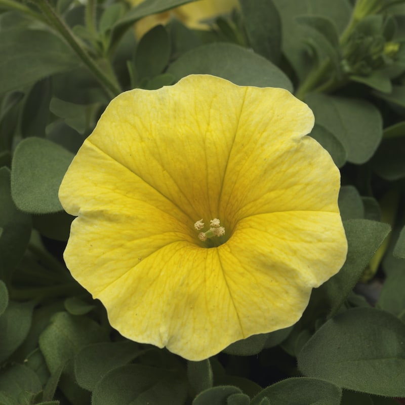 Germania Seed Company - ph: 800-380-4721
