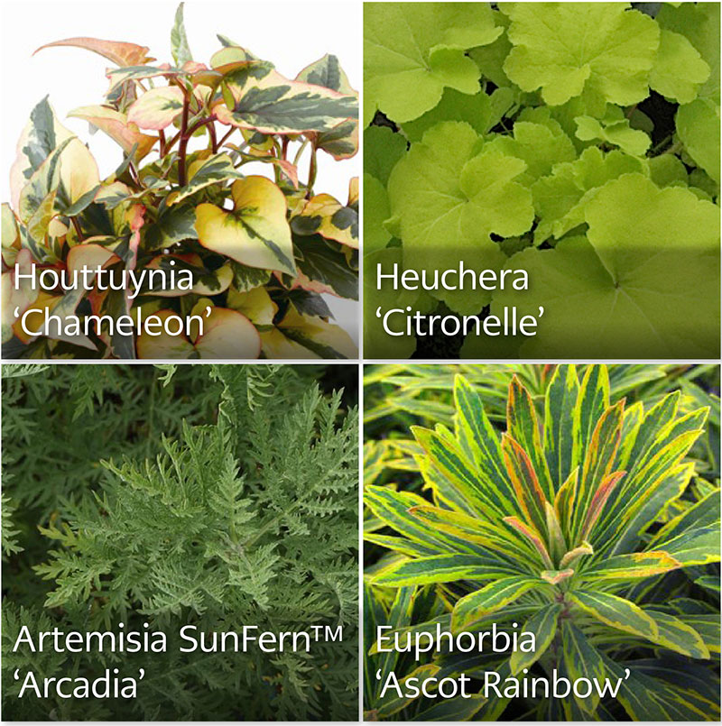 Germania Seed Company - ph: 800-380-4721