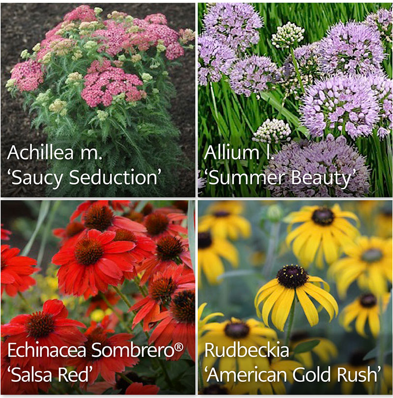 Germania Seed Company - ph: 800-380-4721