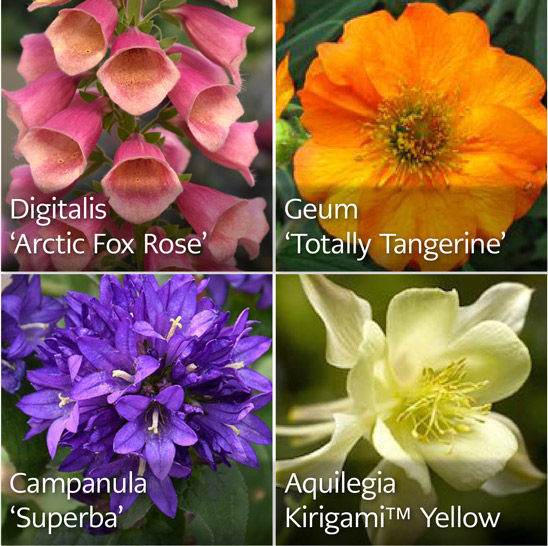 Germania Seed Company - ph: 800-380-4721