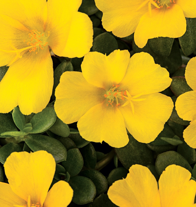 Germania Seed Company - ph: 800-380-4721