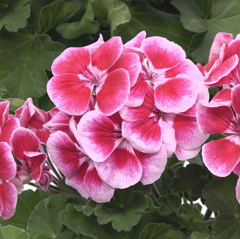Germania Seed Company - ph: 800-380-4721
