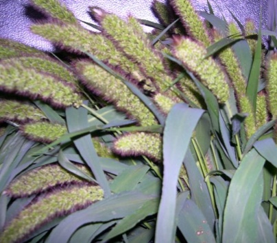 Germania Seed Company - Product Closeup