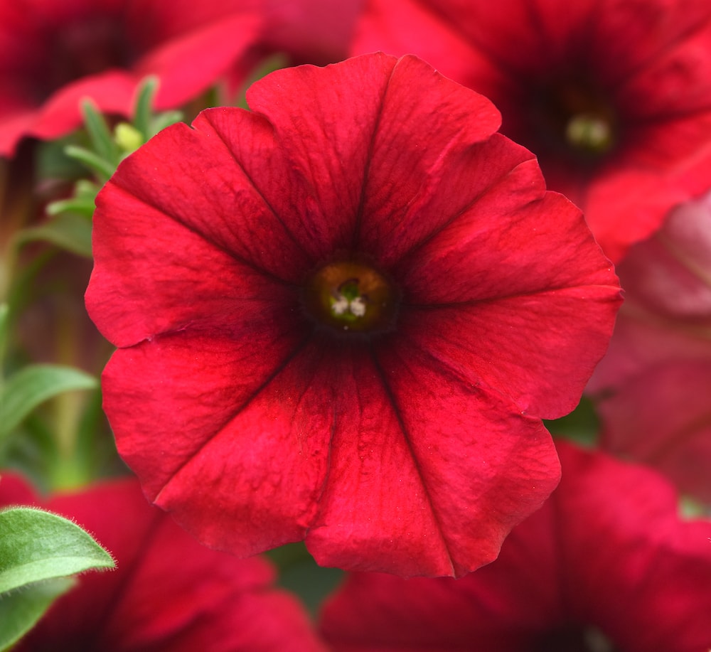 Germania Seed Company - ph: 800-380-4721