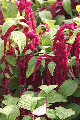 Germania Seed Company - Product Closeup