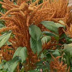 Germania Seed Company - Product Closeup