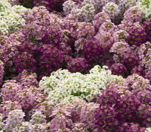 Germania Seed Company - Product Closeup