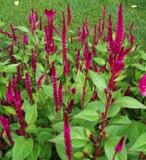 Germania Seed Company - Product Closeup