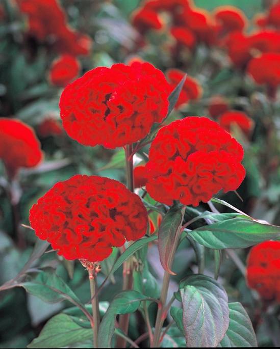 Germania Seed Company - Product Closeup