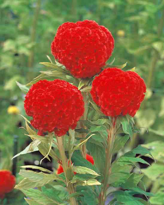 Germania Seed Company - Product Closeup