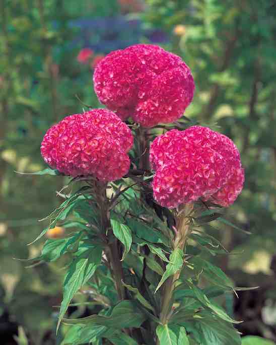 Germania Seed Company - Product Closeup