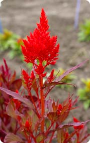 Germania Seed Company - Product Closeup