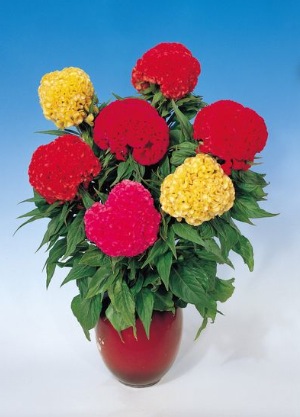 Germania Seed Company - Product Closeup