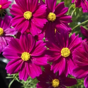 Germania Seed Company - Product Closeup