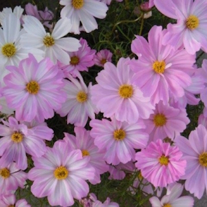 Germania Seed Company - Product Closeup