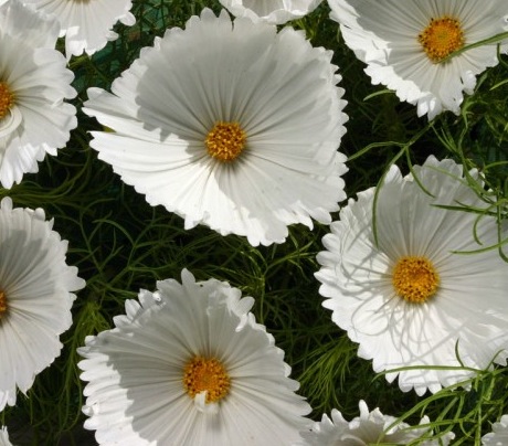 Germania Seed Company - Product Closeup