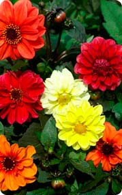Germania Seed Company - Product Closeup