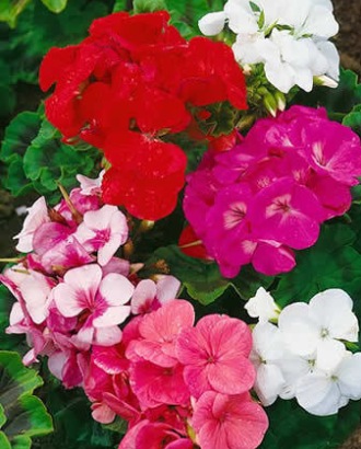 Germania Seed Company - Product Closeup