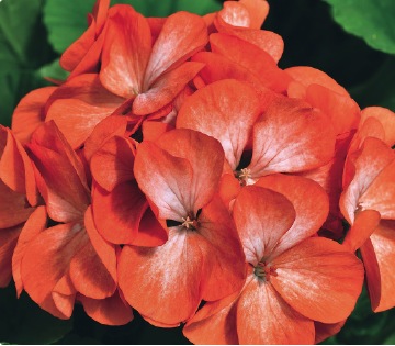 Germania Seed Company - Product Closeup