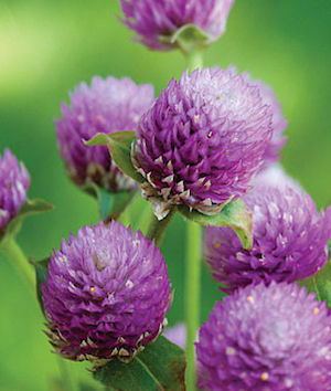 Germania Seed Company - Product Closeup