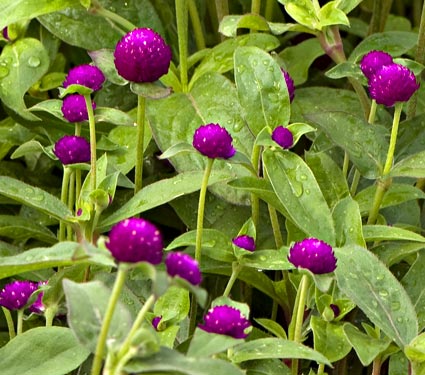 Germania Seed Company - Product Closeup