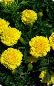 Germania Seed Company - Product Closeup