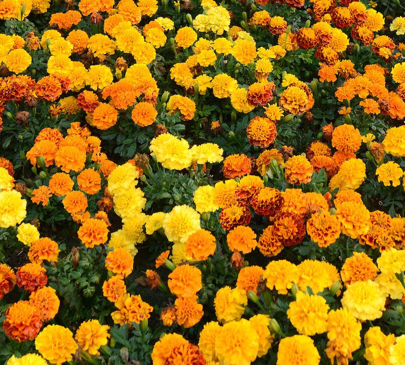 Germania Seed Company - Product Closeup