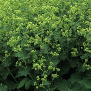Germania Seed Company - ph: 800-380-4721