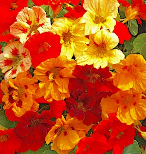 Germania Seed Company - Product Closeup