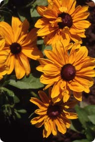 Germania Seed Company - Product Closeup