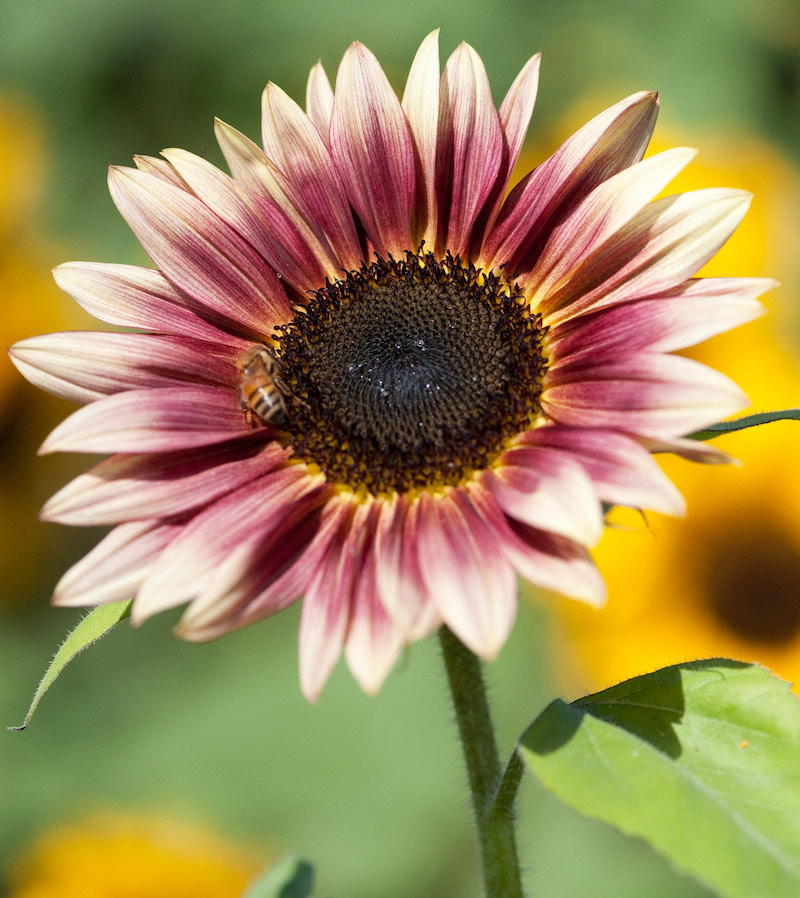 Germania Seed Company - Product Closeup