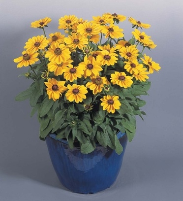 Germania Seed Company - Product Closeup