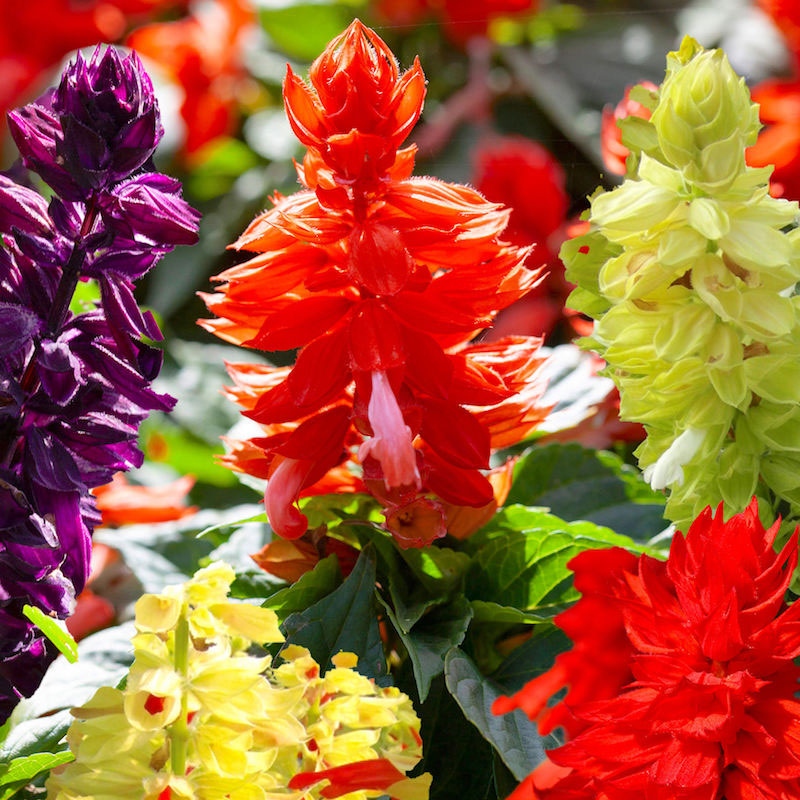 Germania Seed Company - Product Closeup