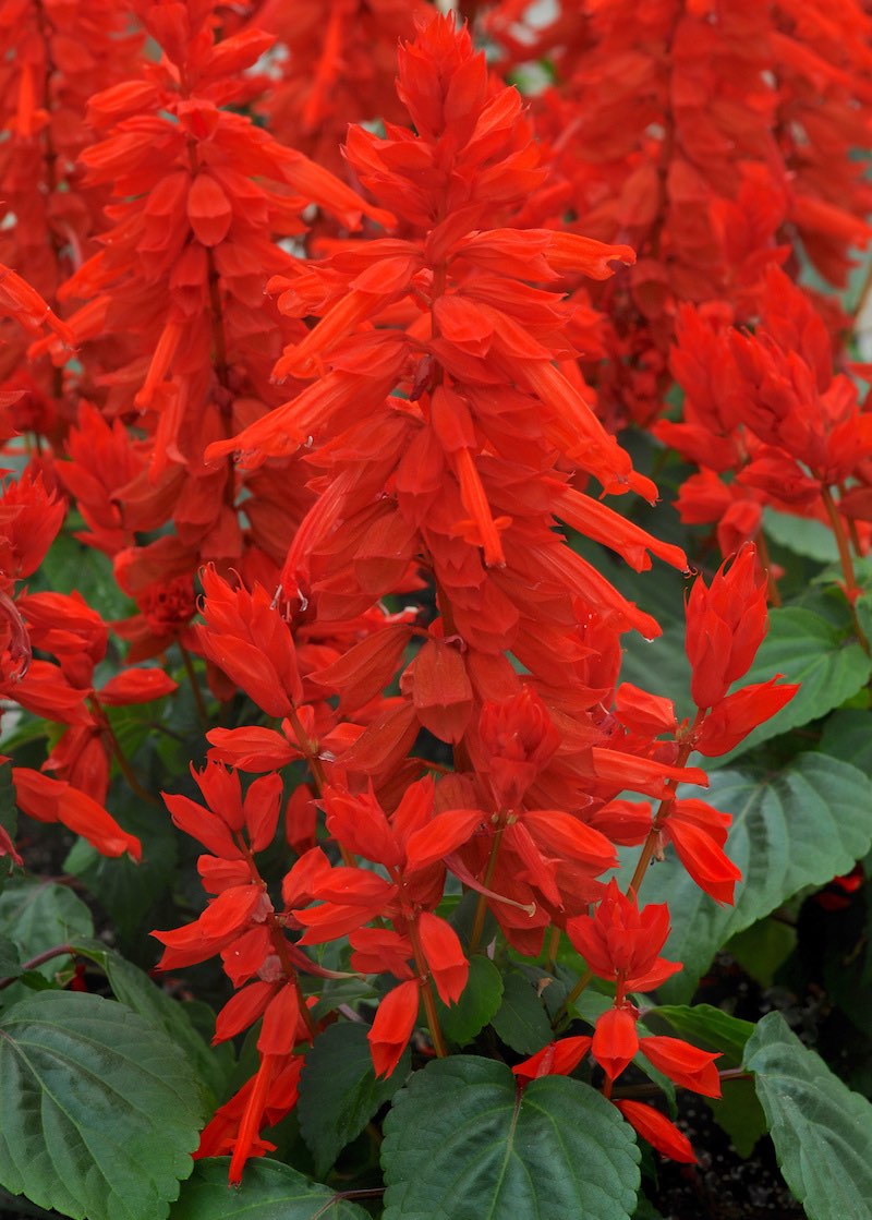 Germania Seed Company - Product Closeup