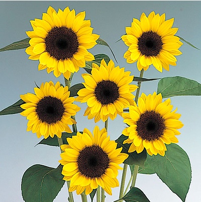 Germania Seed Company - Product Closeup