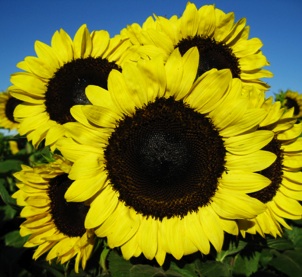 Germania Seed Company - Product Closeup