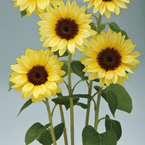 Germania Seed Company - Product Closeup