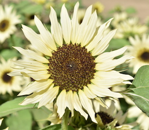 Germania Seed Company - Product Closeup