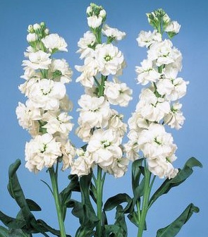 Germania Seed Company - Product Closeup