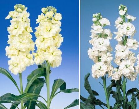 Germania Seed Company - Product Closeup